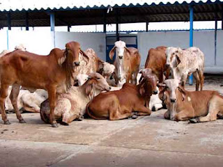 Mestizaje de Bovino Raza Carora